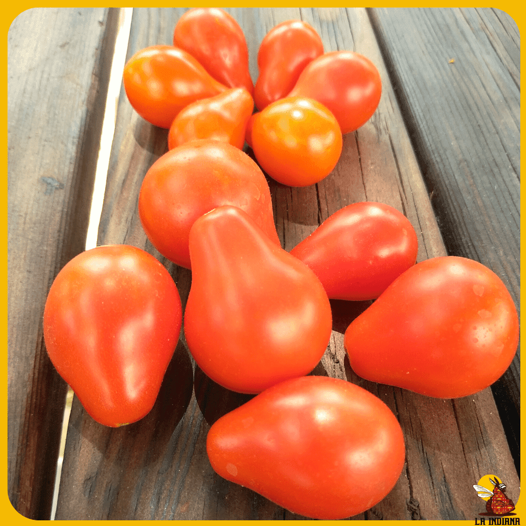 tomate calabacita 🌱 Venta de semillas vivas y tradicionales